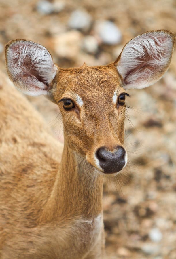 White-tail doe stock photo. Image of creature, female - 18461878