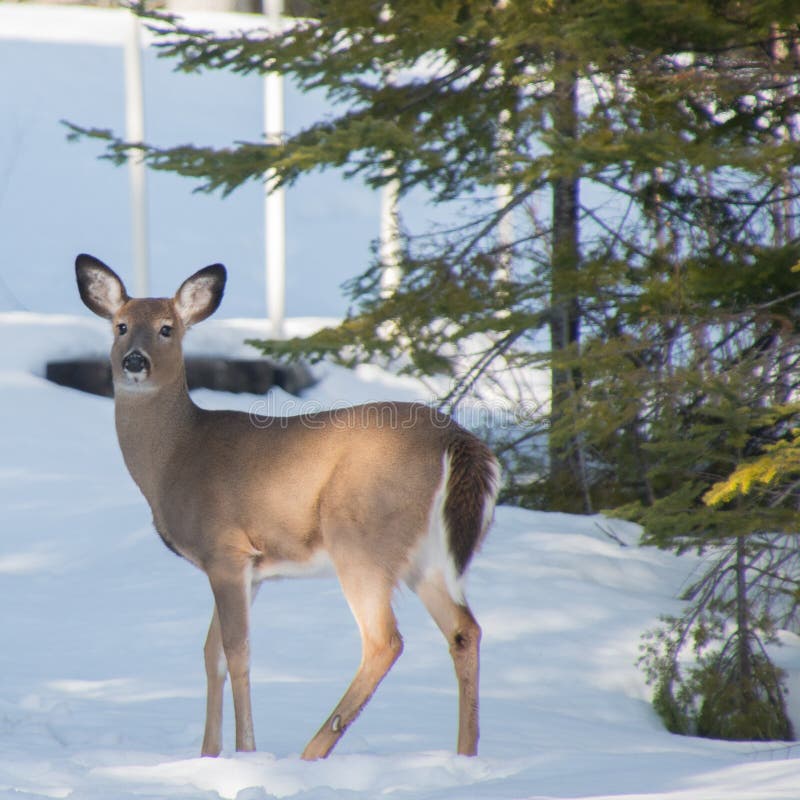White Tail Doe Deer Standing in a Driveway Stock Photo - Image of agile ...