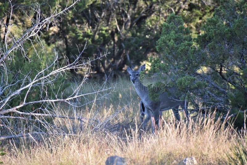 White Tail Doe Behind Trees Stock Photos - Free & Royalty-Free Stock ...