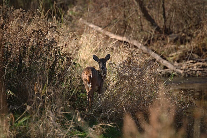 White Tail Doe Looking Back by the Shore of a River Stock Image - Image ...