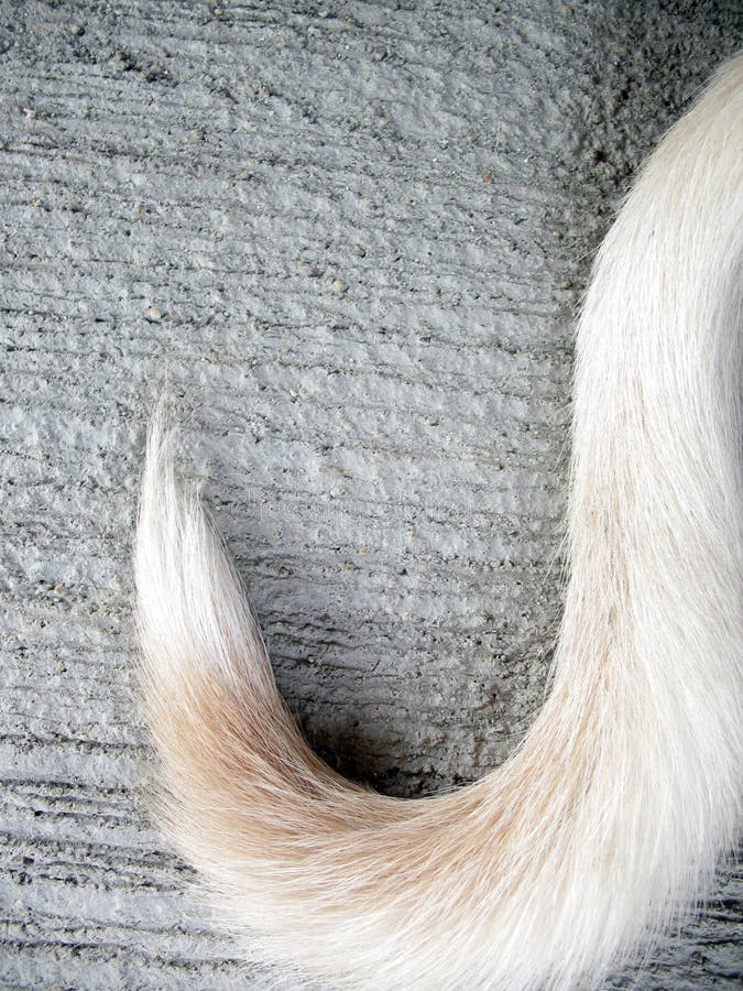 White tail dog on floor stock photo. Image of white, dogs - 68912174