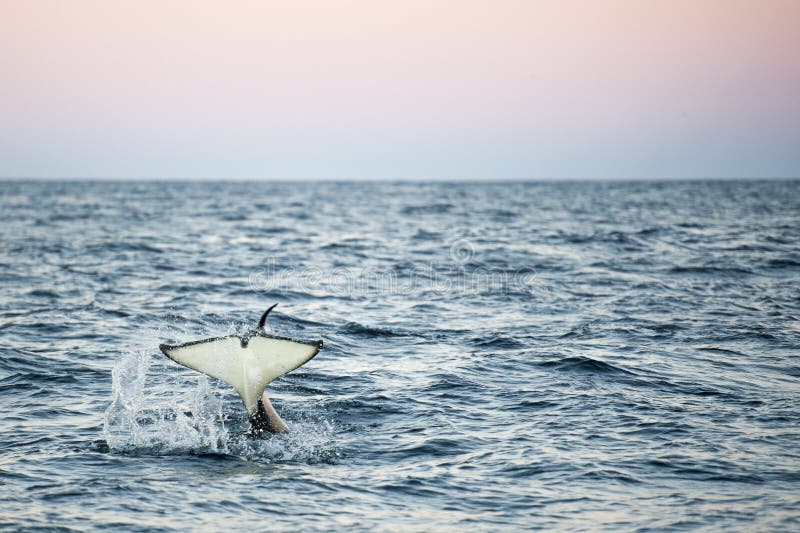 Orca Kiler Whale Tail Splash on the Surface Stock Photo - Image of ...