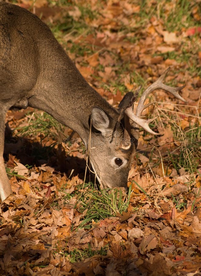 White-tailed deer eating stock image. Image of whitetail - 16871423