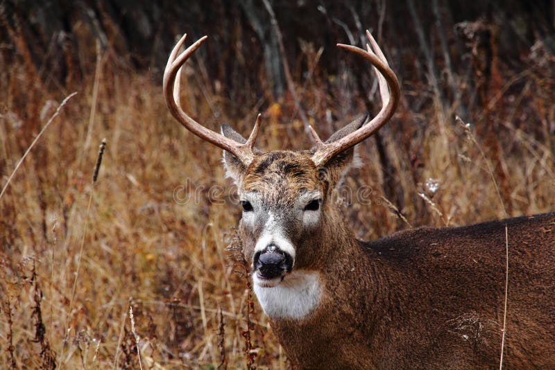 White-tailed Buck stock image. Image of fall, buck, stag - 22354731