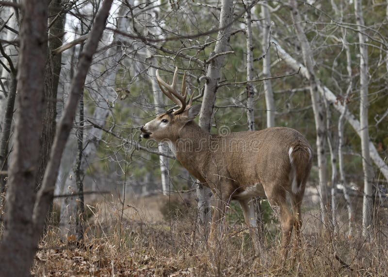 White-tailed Buck in the Autumn Forest Eating Apples Stock Image ...