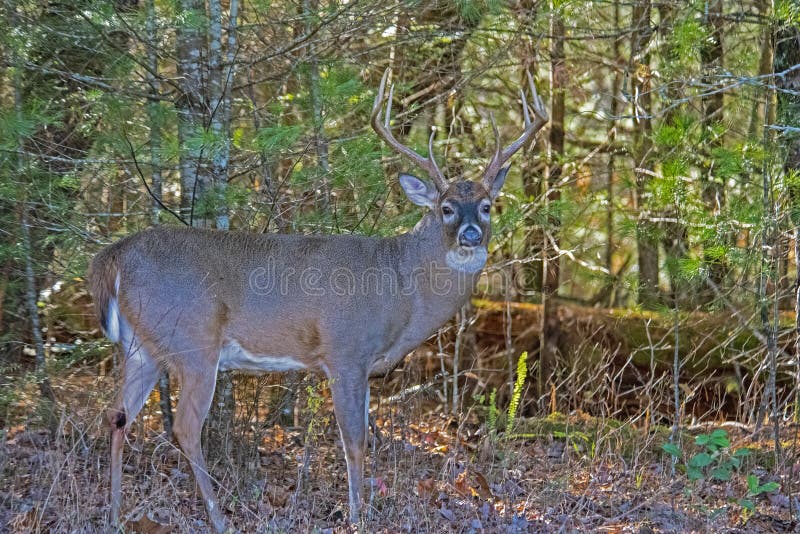 White Tailed Buck Looking at the Camera with a Forest Background. Stock ...