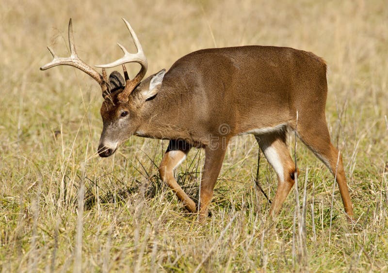 White Tailed Buck in Open Field Stock Image - Image of deer, white ...