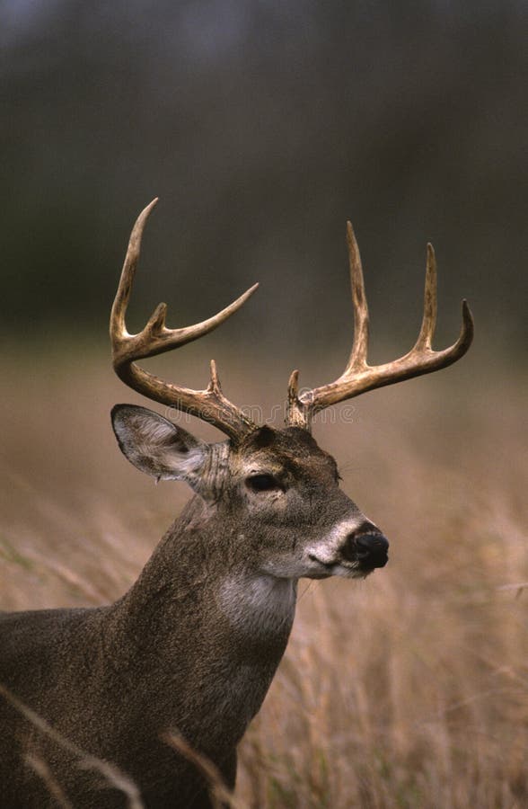 White-tailed Buck Portrait stock image. Image of nature - 10024477