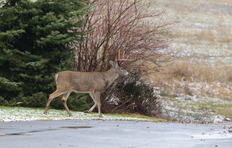 White-tailed buck stock image. Image of buck, cervidae - 355059521