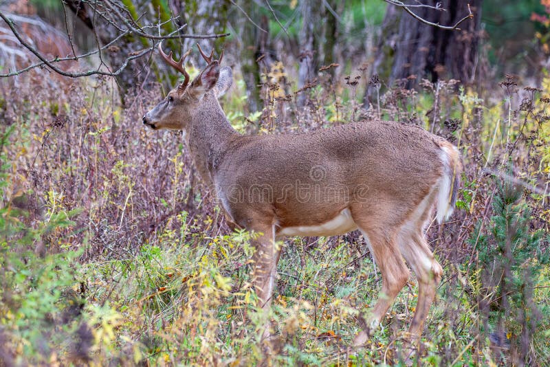 White-tailed Buck during the Wisconsin Rut in October Stock Photo ...