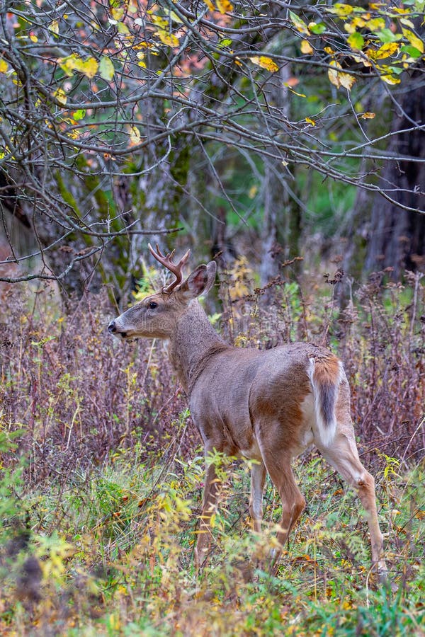 White-tailed Buck during the Wisconsin Rut in October Stock Photo ...
