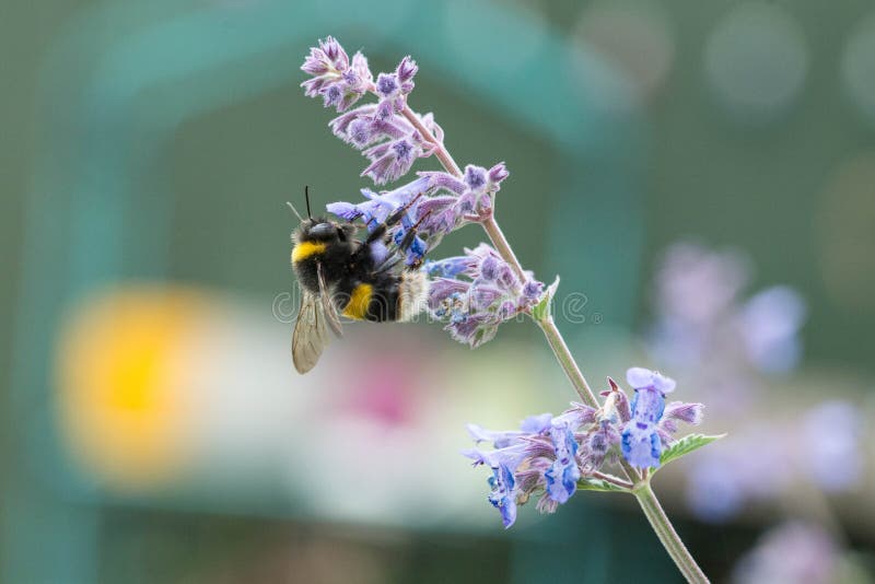 A White Tailed Bumble Bee on a Catmint Flower Stock Photo - Image of ...