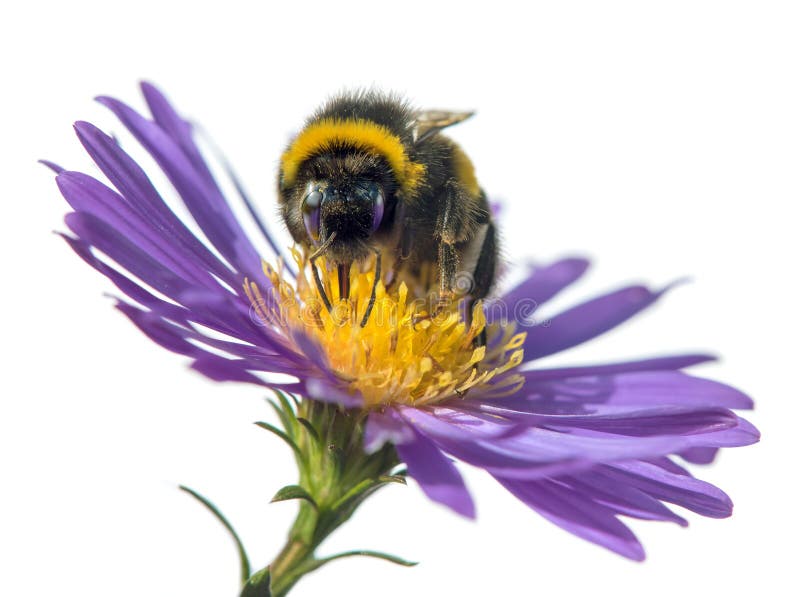 White-tailed Bumblebee Bombus Lucorum Blue Flower Stock Image - Image ...