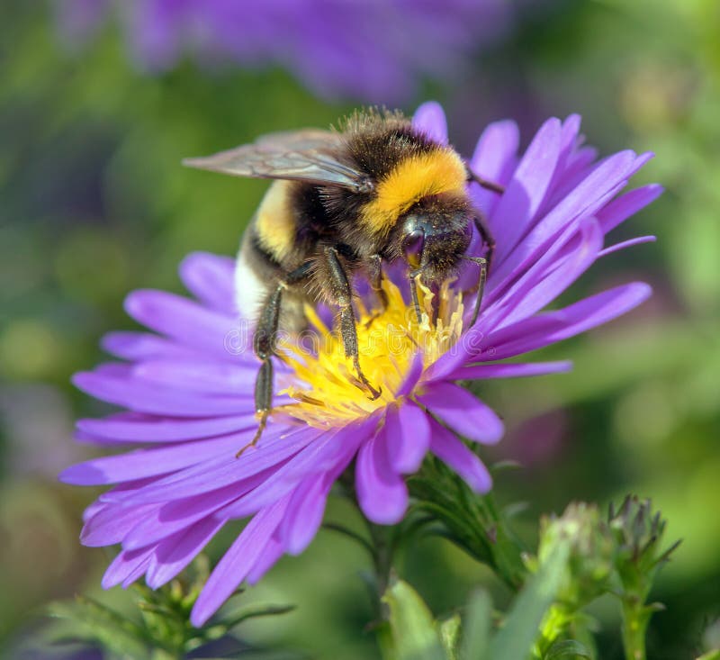 White-tailed Bumblebee in Latin Bombus Lucorum Stock Image - Image of ...