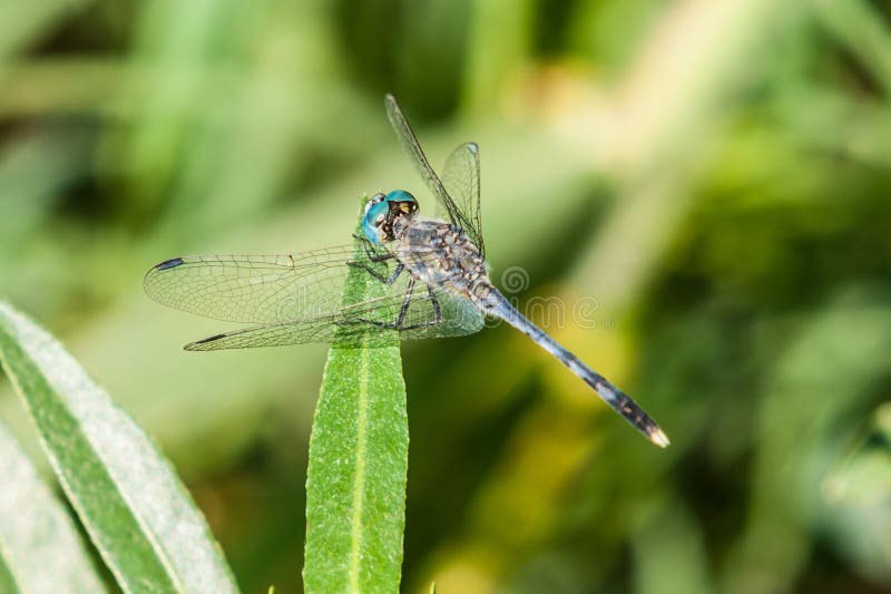 White Tailed Dasher Myanmar Travel Images Stock Image - Image of burma ...