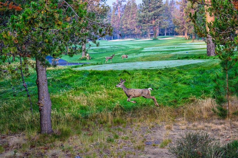 DEAR RUNNING in FRONT of a GOLF COURSE between the TREES in SUNRIVER ...