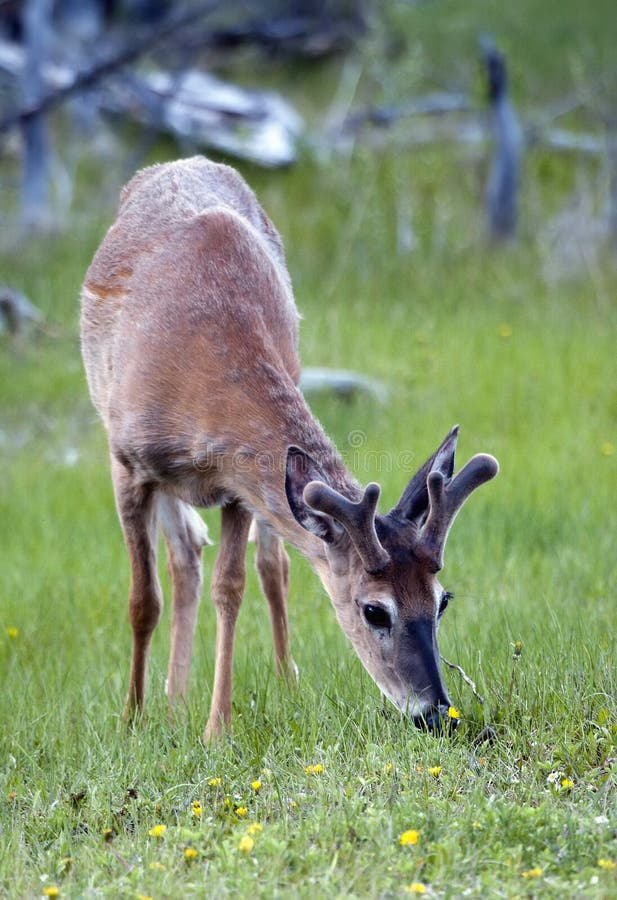 White-tailed deer stock photo. Image of single, buck - 14912182