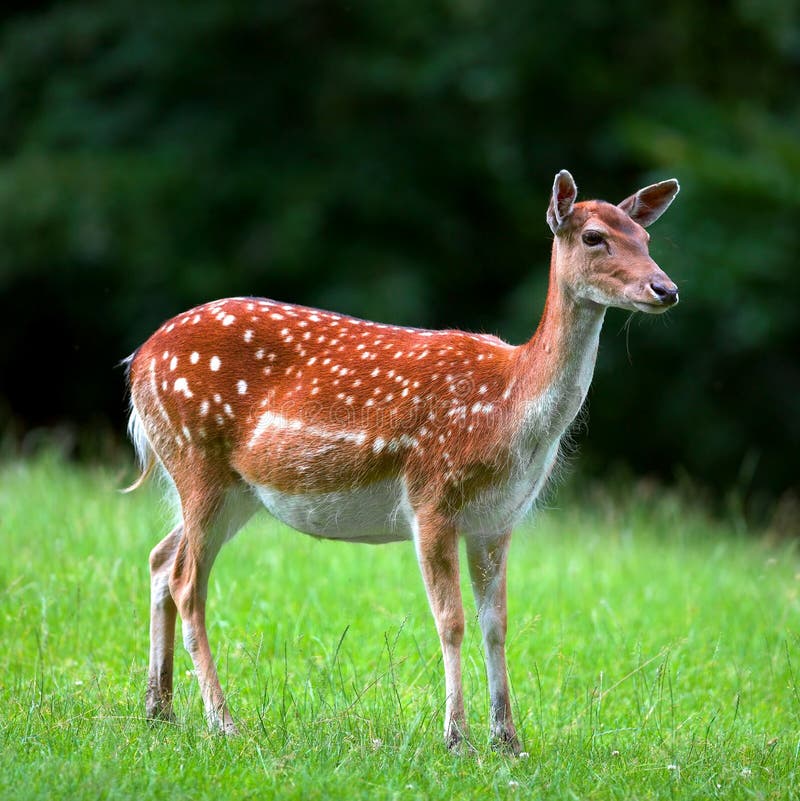 Healthy White Tailed Deer Stock Photos - Free & Royalty-Free Stock ...