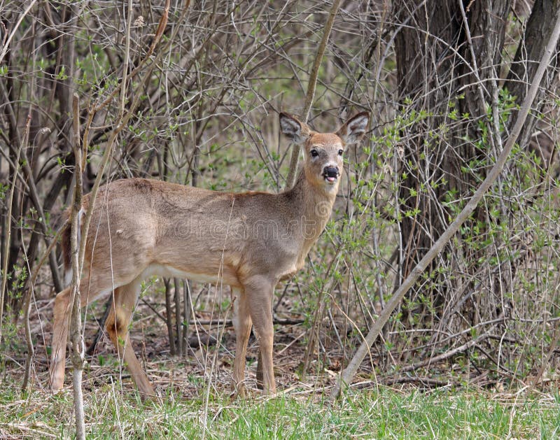 White-tailed Deer stock image. Image of odocoileus, woods - 8785257
