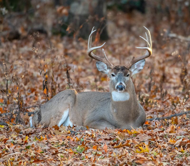 White-tailed Deer Fawn Bedded Down in an Open Meadow Stock Photo ...