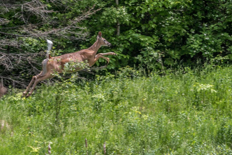White Tailed Deer Bounding Forward Stock Image - Image of mammal ...