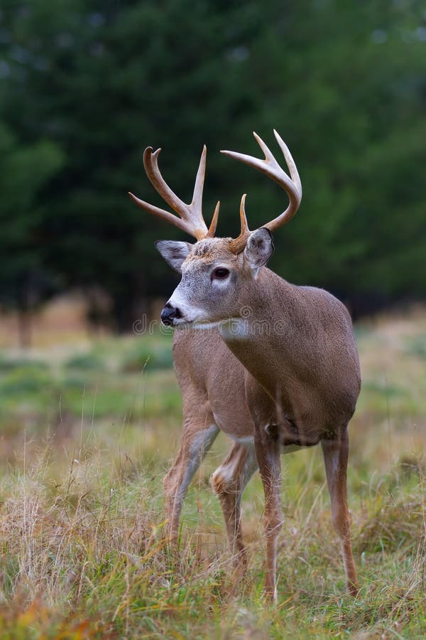 White-tailed Deer Buck Grazing in an Autumn Field in Canada during the ...
