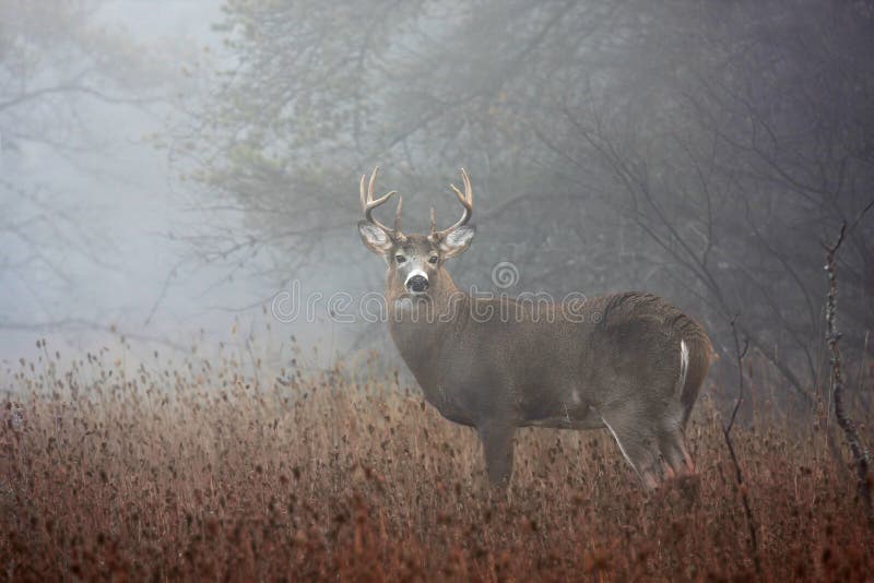 White-tailed Deer Buck in Winter in Canada Stock Photo - Image of ...
