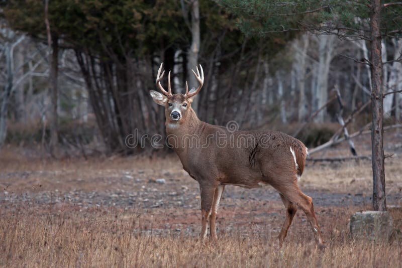 White-tailed Deer Buck in Autumn Rut Stock Photo - Image of outdoors ...