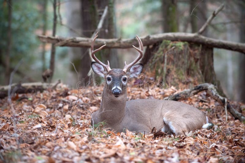 White-tailed Deer Buck Bedded in Woods Stock Image - Image of bedded ...