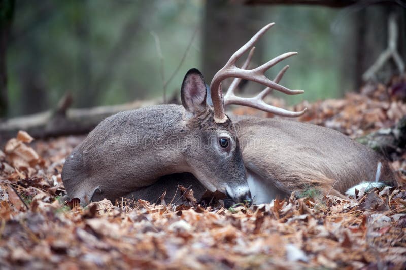 White-tailed Deer Buck Bedded in Woods Stock Photo - Image of bedded ...