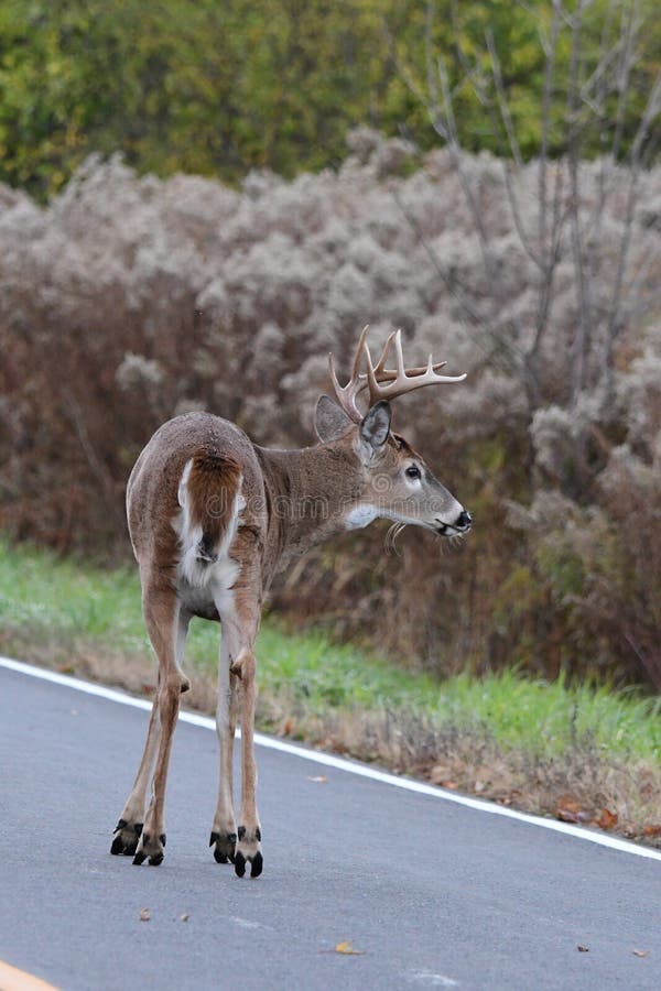 White Tailed Deer Buck Crossing Road Stock Image - Image of isolated ...