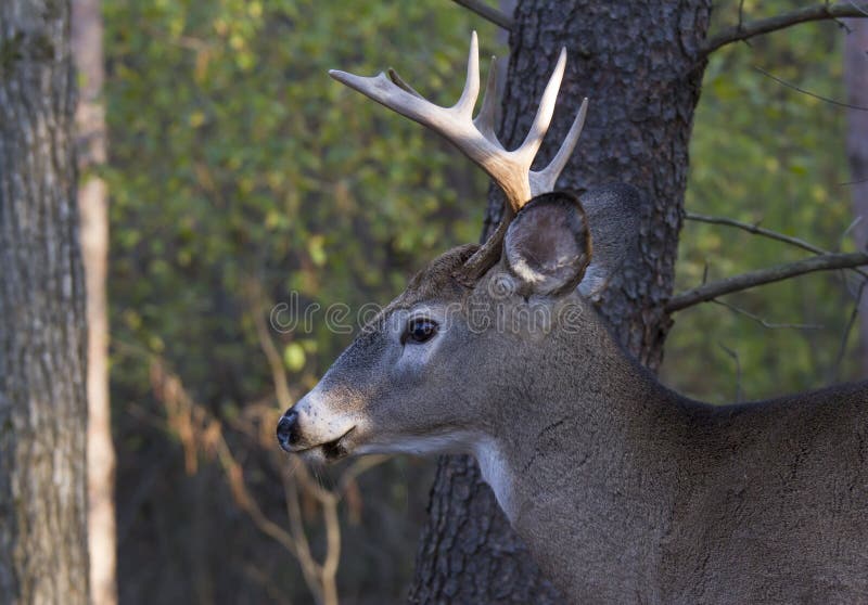 A White-tailed Deer Buck in the Early Morning during the Rut Stock ...
