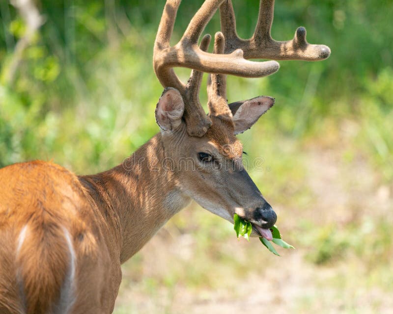 White-Tailed Deer Buck Eating during Summer Stock Image - Image of ...