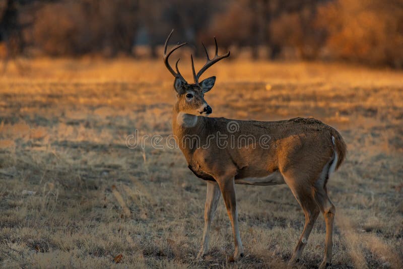 A Beautiful White-tailed Deer Buck in a Field Stock Photo - Image of ...