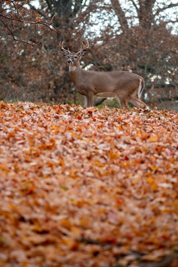 White-tailed Deer Buck in Fall Stock Image - Image of whitetailed, deer ...