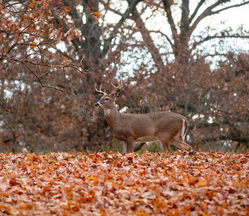 White-tailed Deer Buck in Fall Stock Image - Image of antlers, autumn ...