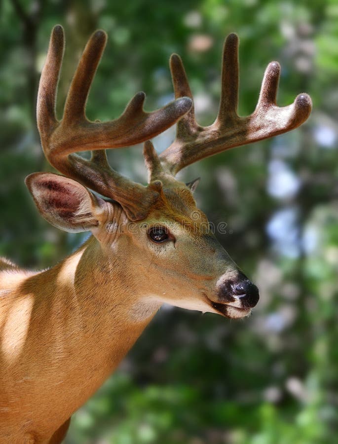 A White-tailed Deer Buck in the Forest in Spring Stock Photo - Image of ...