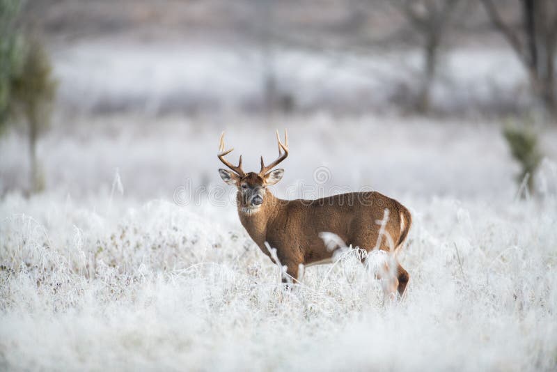 White-tailed Deer Buck in Frost Covered Field Stock Image - Image of ...