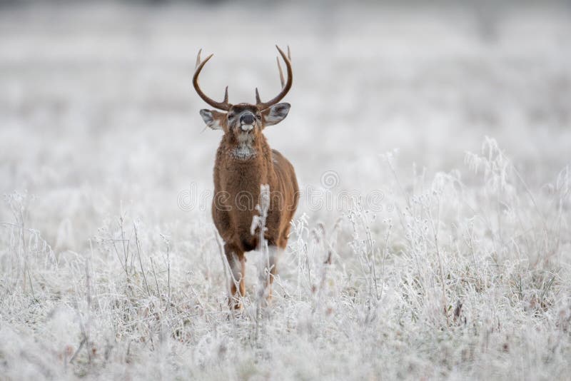White-tailed Deer Buck in Frost Covered Field Stock Image - Image of ...