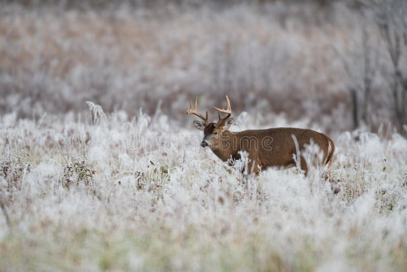 White-tailed Deer Buck in Frost Covered Field Stock Photo - Image of ...