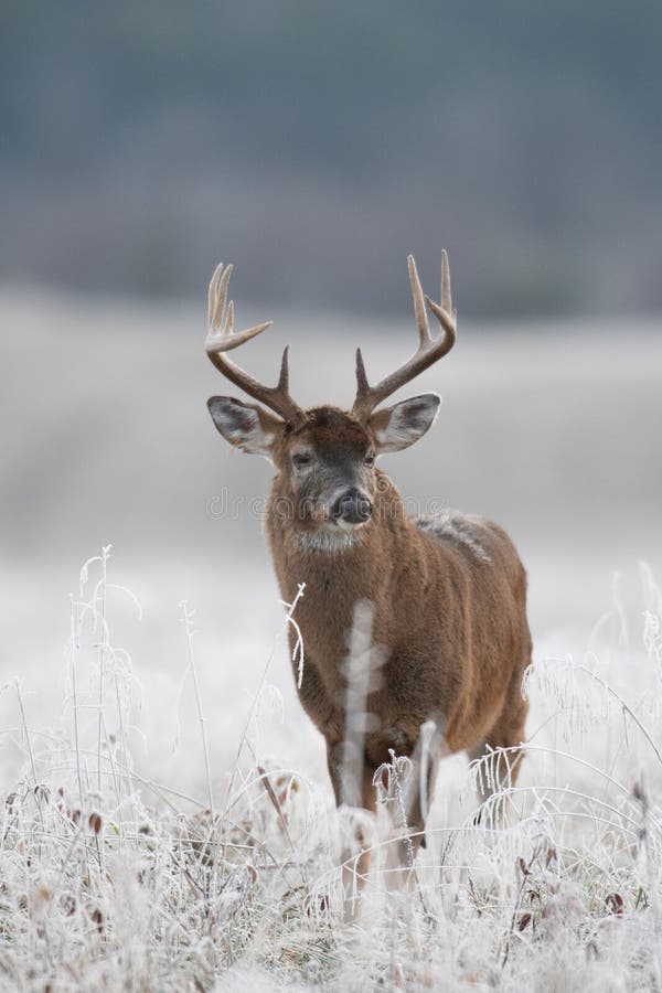 White-tailed Deer Buck in Frost Covered Field Stock Image - Image of ...
