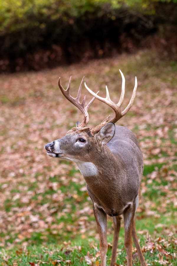 White-tailed Deer Buck Lip Curl Stock Photo - Image of meadow ...