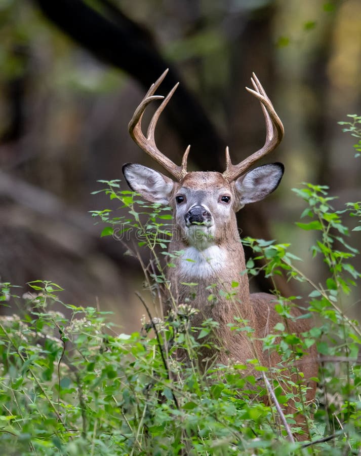 White Tailed Deer Buck stock image. Image of peaceful - 129881283