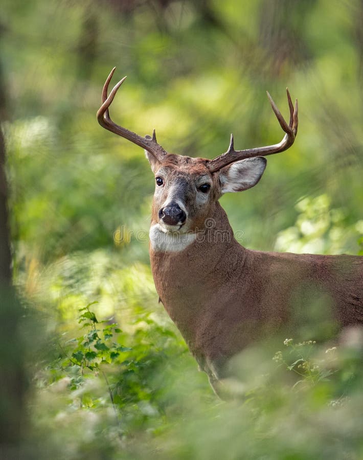 White Tailed Deer Buck stock image. Image of eating - 129881445