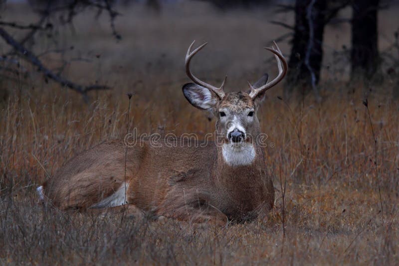 A White-tailed Deer Buck Resting in the Forest Stock Image - Image of ...