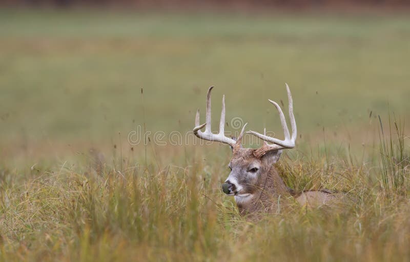 White-tailed Deer Buck Resting in the Grass Stock Image - Image of ...