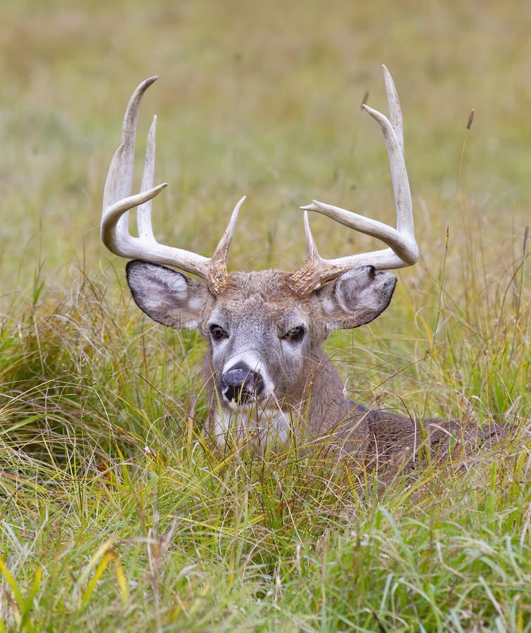 A White-tailed Deer Buck Resting in the Grass during the Rut in Autumn ...