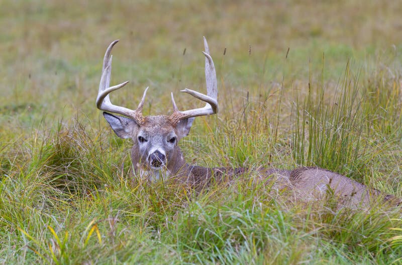 A White-tailed Deer Buck Resting in the Grass during the Rut in Autumn ...