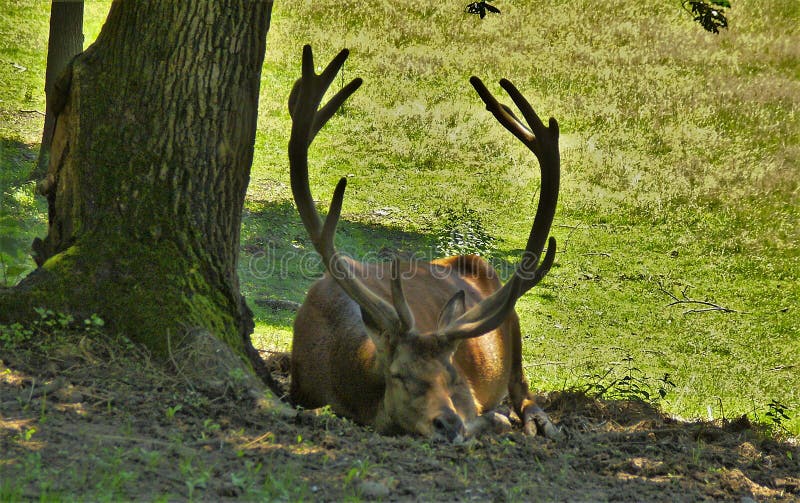 White-tailed Deer Buck Resting Under a Tree Stock Image - Image of ...