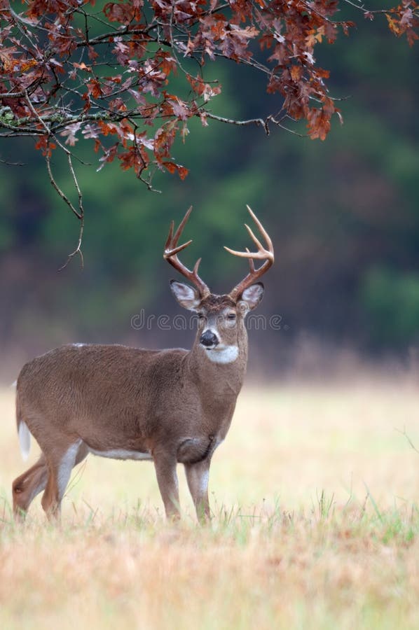 White-tailed Deer Buck Rut Behavior Stock Image - Image of tailed ...